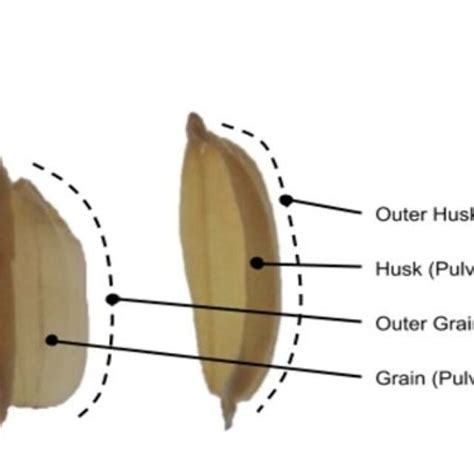 Rice Seed Compartments Illustration Of The Rice Seed And Its Four Download Scientific Diagram