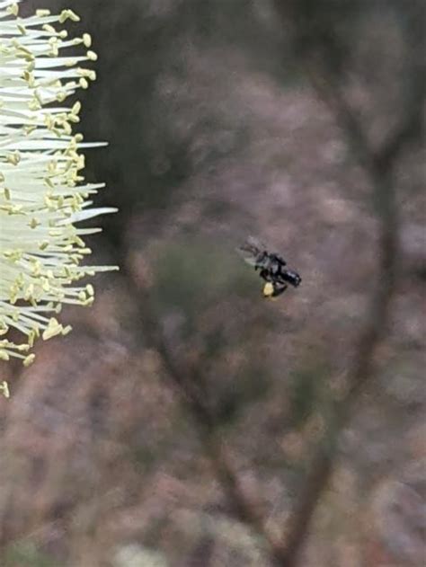 Flower Detection Accuracy Object Detection Dataset And Pre Trained Model By Fit31642