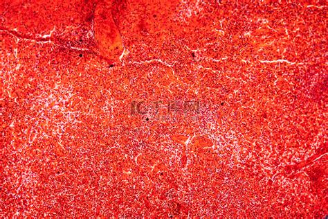 100x 显微镜下的脾脏组织高清摄影大图 千库网