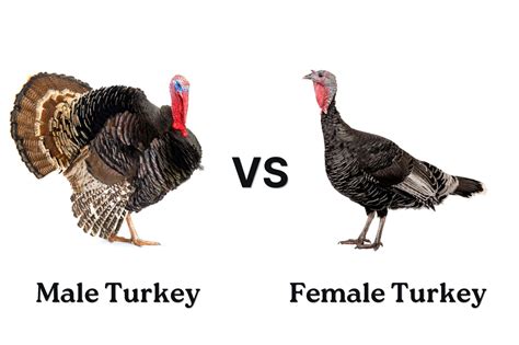 Male Vs Female Turkeys Whats The Difference