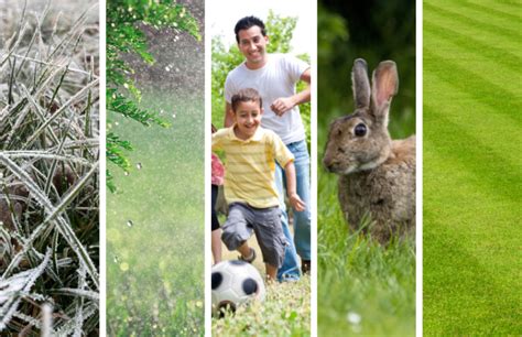 How To Fix A Bumpy Lawn Discover The Causes Solutions More