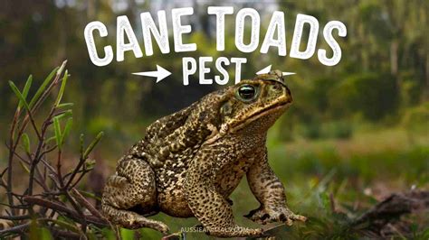 Cane Toads In Australia Devastating Impact On Native Ecosystems
