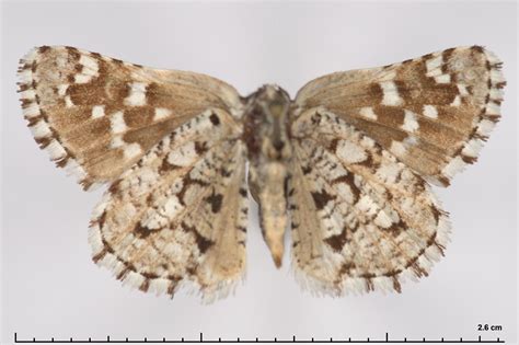 Pyrgus b. bocchoris (type specimens)