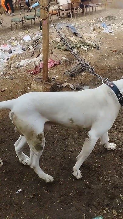 كلب دوجو ارجنتيني جدع للبيع كلاب Youtube