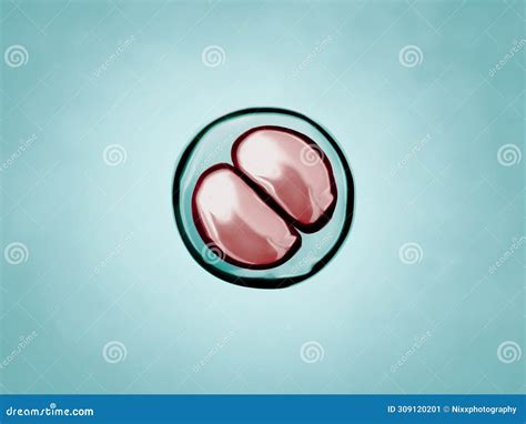 Cells Division Process Cell Divides Into Two Cells Stock Image Image Of Experiment Drink