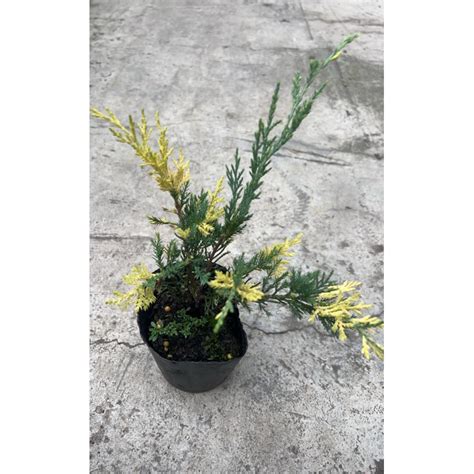 蝴蝶百合工坊1店 斑葉銀真柏 3 5寸軟盆 蝦皮購物
