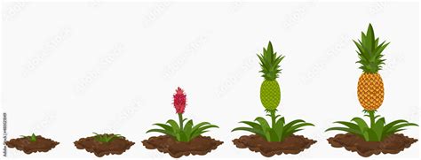 The Growth Stages Of Pineapple Plant Stock Vector Adobe Stock