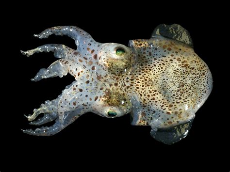 34 Facts About Bobtail Squid