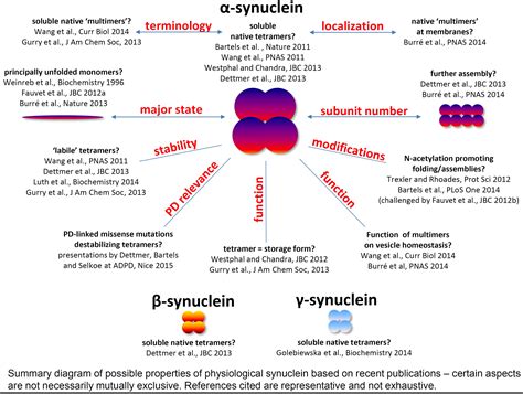 Form And Function What Makes α Synuclein Toxic Center For Advanced