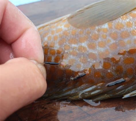 魚に取り付く寄生虫 漁師暮らし