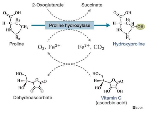 Proline Hydroxylation In Presence Of Vitamin C 62