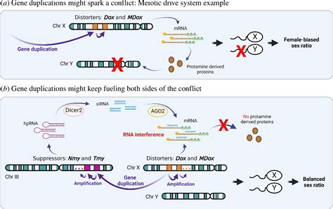 The Roles Of Gene Duplications In The Dynamics Of Evolutionary Conflicts Proceedings Of The