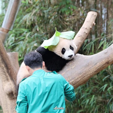 더쿠 놀아달라고 나무타는 할부지 집착곰 루이바오
