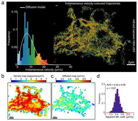 Statistics Of Single Particle Trajectories Recorded From The Er