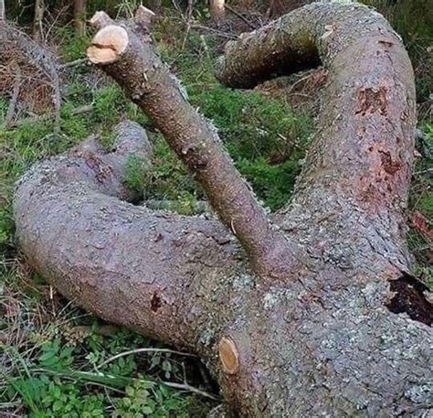 This Tree R Mildlypenis