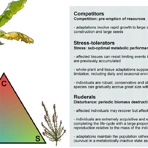 A Synthesis Of Grimes Csr Model Of Plant Adaptive Ecological Download Scientific Diagram