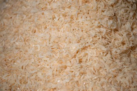 Shrimp Shells Chitin Chitosan Passaro International Tamilcrew