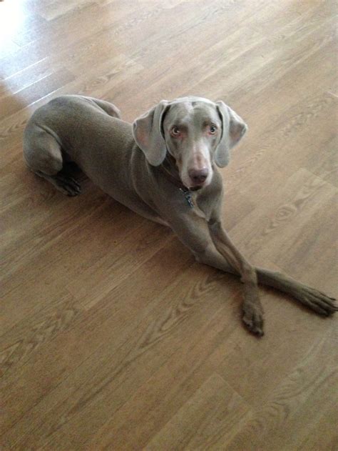 Cute Weimaraner Dog Sadie