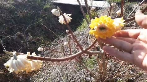 피마자씨앗파종원추리나물 채취 Youtube