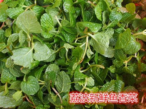 鱼香菜图片薄荷 十香菜图片薄荷 薄荷叶与鱼香菜图片 大山谷图库