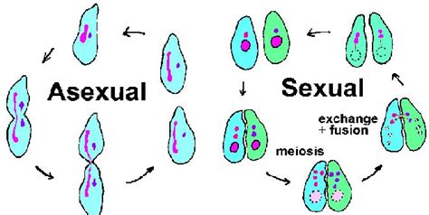 Asexual Vssexual Reproduction Genetic Engineering Info