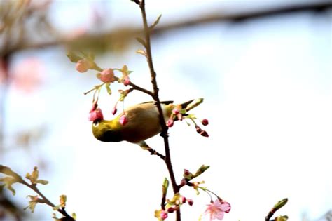 河津桜に集うサクジロ君 玄海灘の若大将さんのフォト 趣味人倶楽部しゅみーとくらぶ