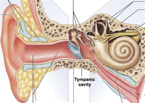 Lab Practical 1 Lab Practical Lab Practical 1 Diagram Quizlet
