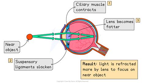 The Human Eye Function Edexcel Igcse Biology Modular Revision Notes 2024