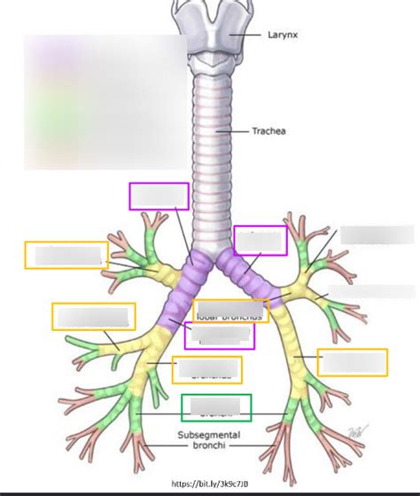 Diagram Of Lab 4 Bronchi Quizlet