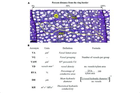 Illustration Of A Anatomical Measurements And B Anatomical Traits