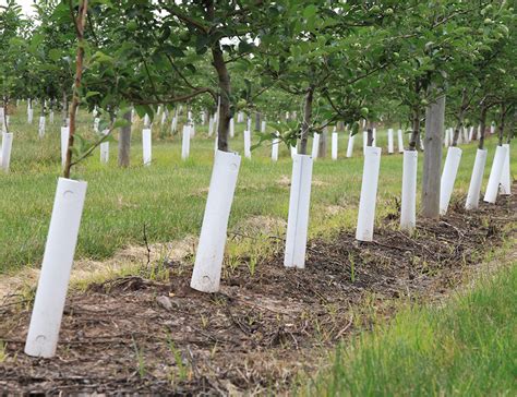 Plastic Tree Guards Adams County Nursery Inc