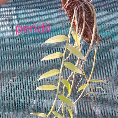 Dendrobium Aphyllum Plantzone