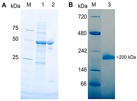Biophysical Characterization Of A Novel Phosphopentomutase From The Hyperthermophilic Archaeon