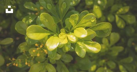 식물의 클로즈업 사진 Unsplash의 무료 식물 이미지