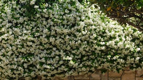 How To Plant Grow And Care For Star Jasmine