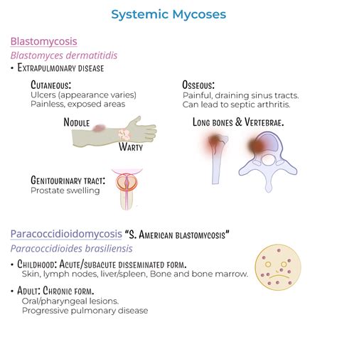 Immunology Microbiology Glossary Systemic Mycoses Ditki Medical And Biological Sciences