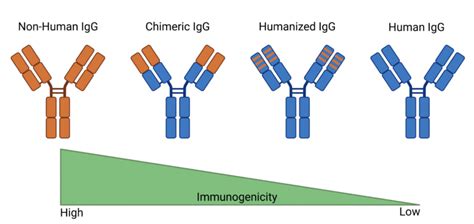 Antibody Humanization Strategies Challenges And Innovations