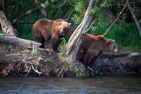 Premium Photo Sheep In A Forest