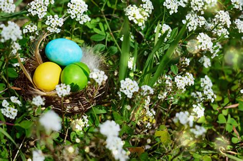 야생화 중 둥지에 깃털이있는 세련된 다채로운 부활절 달걀 행복한 부활절 인사말 카드 템플릿 0명에 대한 스톡 사진 및 기타 이미지 Istock