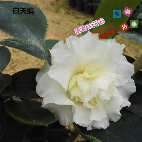白天鹅茶花图片 超级赛牡丹茶花图片 赛牡丹茶花图片 大山谷图库