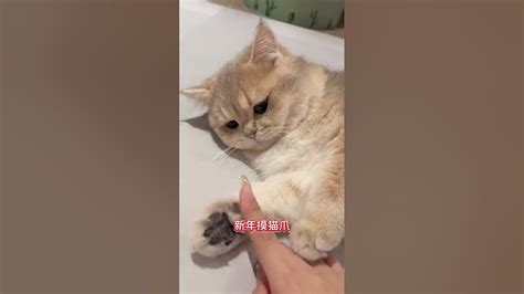 咪祝你新年快乐！ 猫猫我也要过年啦 过年的留守猫咪 放一只招财猫在这里 快开门小猫给你拜年了 好运小猫 Youtube