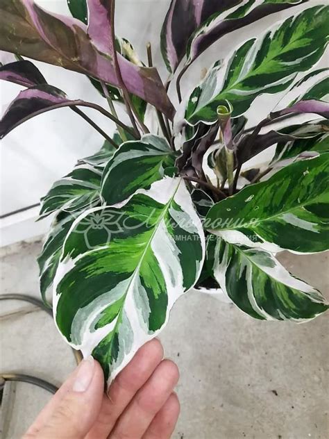 12 лучших комнатных растений с неприлично большими листьями