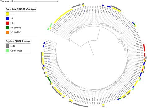 Phylogenetic Tree Based On The Concatenated Sequence Mlst Alleles Of Download Scientific