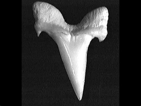 Hammerhead Shark Tooth