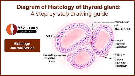 Thyroid Gland Slide Labeled
