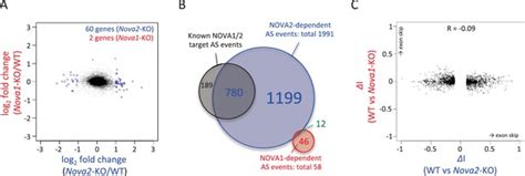 Figures And Data In Nova2 Mediated Rna Regulation Is Required For Axonal Pathfinding During
