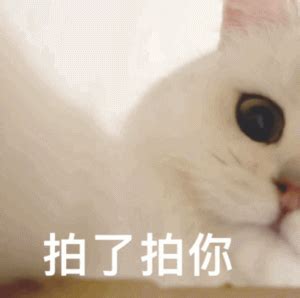 可爱猫咪拍了拍你表情包图片gif动图 求表情网 斗图从此不求人
