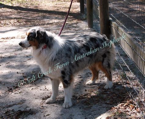Salt Creek Farm Australian Shepherds Ocala Fl