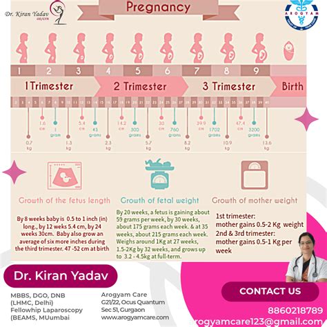 Pregnancy Stages A Complete Guide To Each Trimester