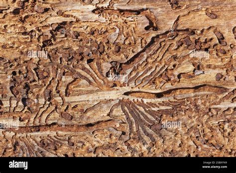 Image Of Bark Beetle Feeding Under The Bark In The Trunk Bavarian